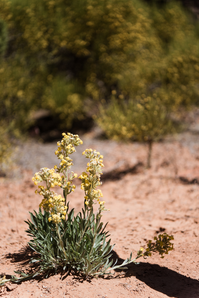 Colorado National Monument in 4 Hrs - For the Love of Wanderlust