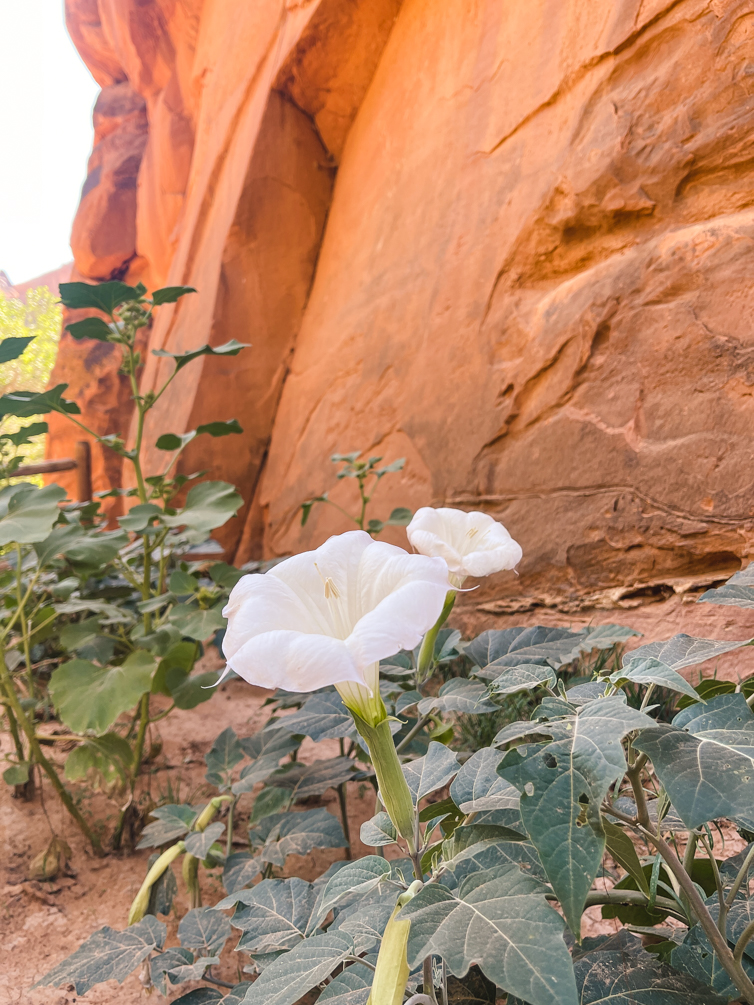 Discover Petroglyphs Near Moab, Utah- For the Love of Wanderlust