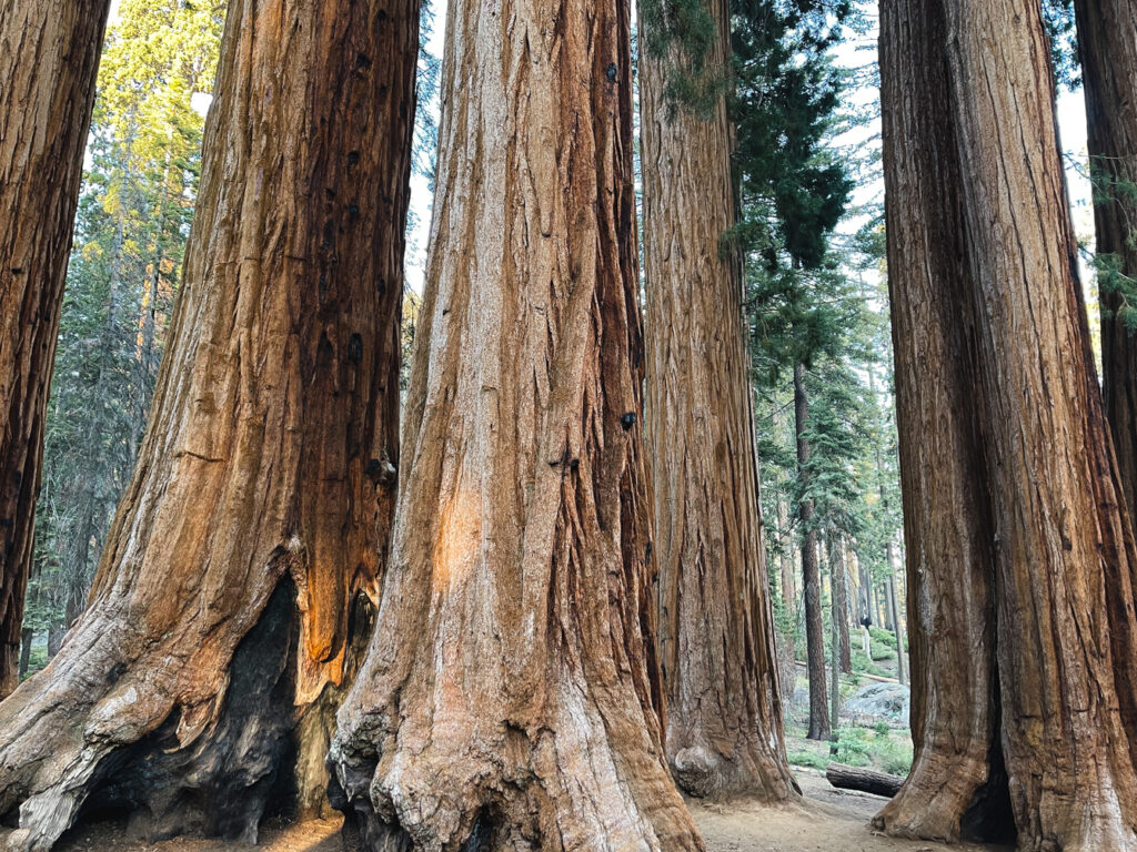 Exploring the Giant Forest in Sequoia National Park - For the Love of ...