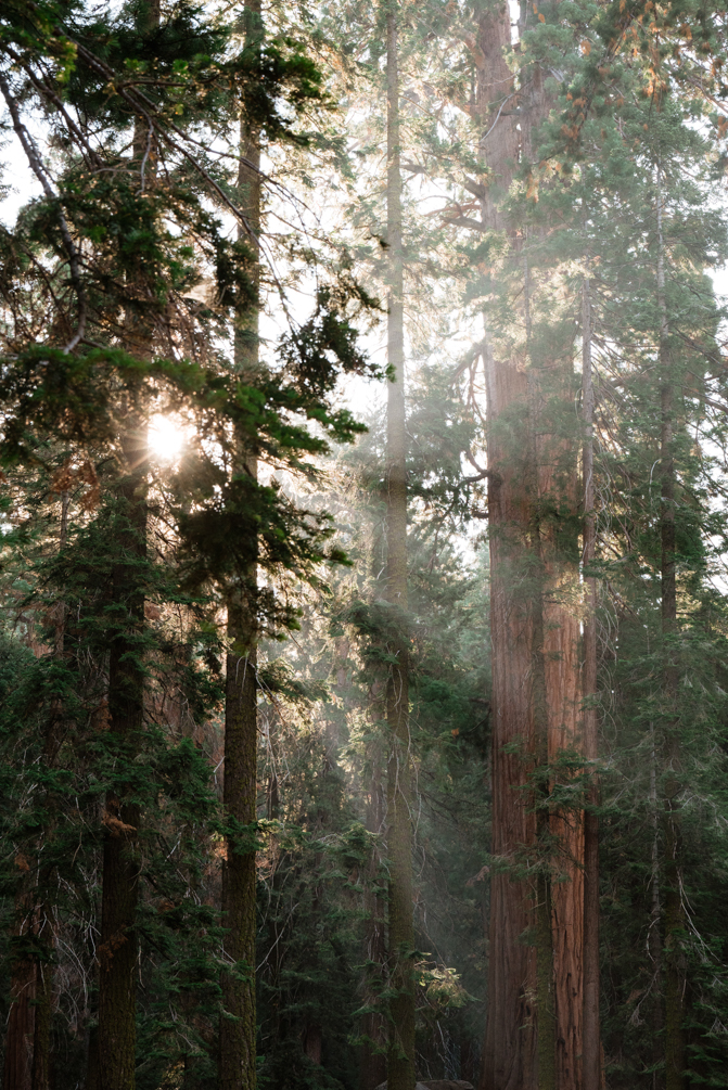 Exploring the Giant Forest in Sequoia National Park - For the Love of ...