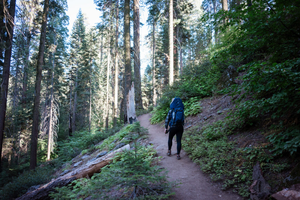 Exploring the Giant Forest in Sequoia National Park - For the Love of ...