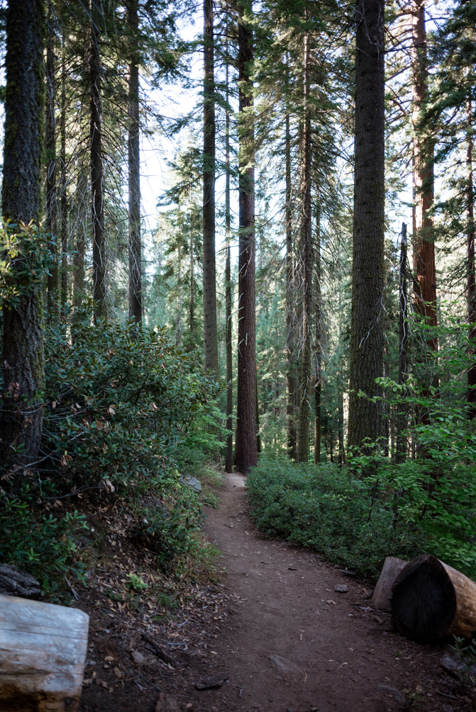 Exploring the Giant Forest in Sequoia National Park - For the Love of ...