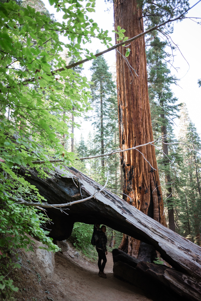 Exploring the Giant Forest in Sequoia National Park - For the Love of ...